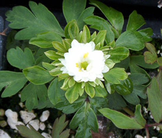 Edelweiss Perennials. Anemone nemorosa 'Bracteata Pleniflora'