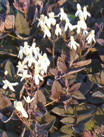 Edelweiss Perennials. Clematis recta 'Midnight Masquerade'