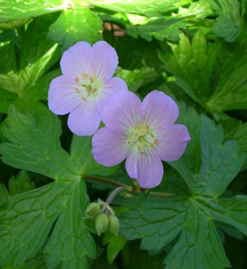Edelweiss Perennials. Geranium maculatum 'Vickie Lynn'