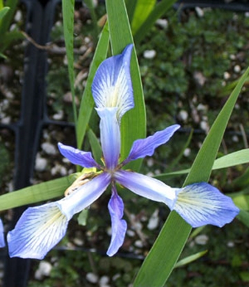 Edelweiss Perennials. Polygonatum hookeri