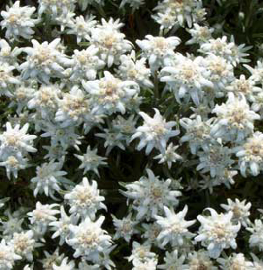 Edelweiss Perennials. Leontopodium 'Mt. Everest'