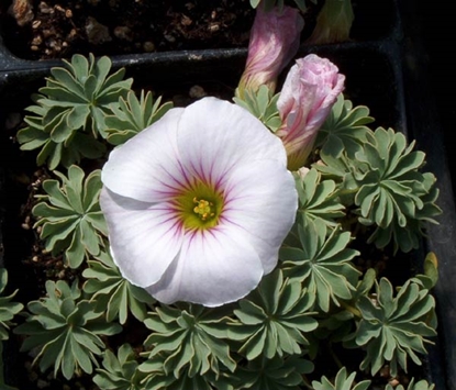 Edelweiss Perennials. Oxalis 'Ione Hecker'