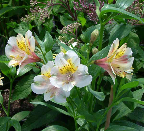 Edelweiss Perennials. Alstroemeria Hybrid cream-white tall