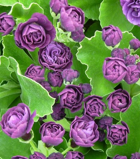 Edelweiss Perennials. Primula auricula 'Fred Booley'