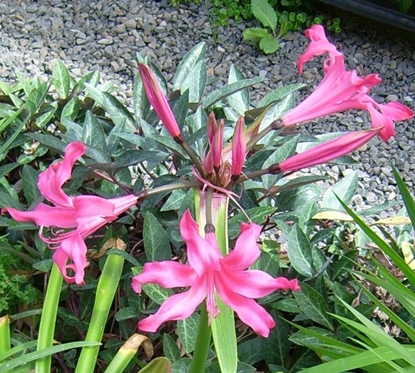 Edelweiss Perennials. Geranium x oxonianum 'Wageningen'