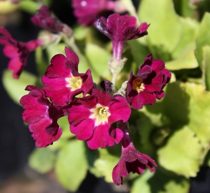 Edelweiss Perennials. Primula