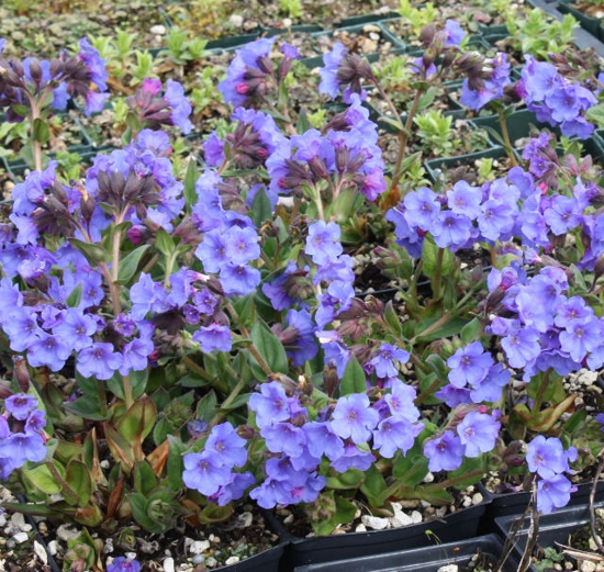 Edelweiss Perennials. Pulmonaria 'Blue Bun'