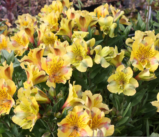 Edelweiss Perennials. Alstroemeria 'Princess Felicia'