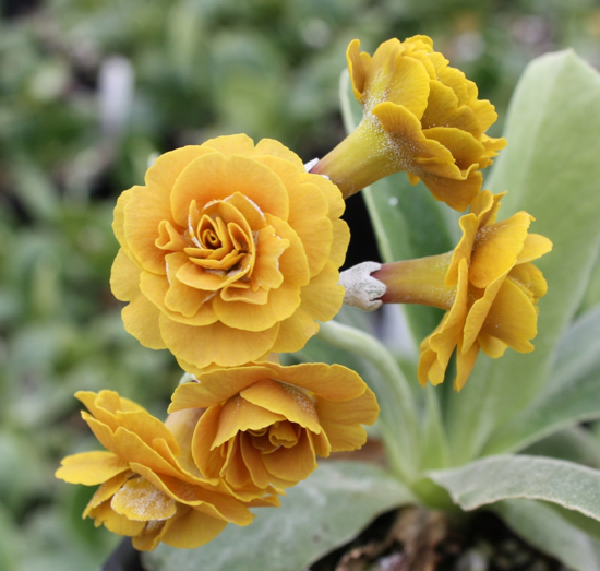 Edelweiss Perennials. Primula auricula 'Golden Splendor''