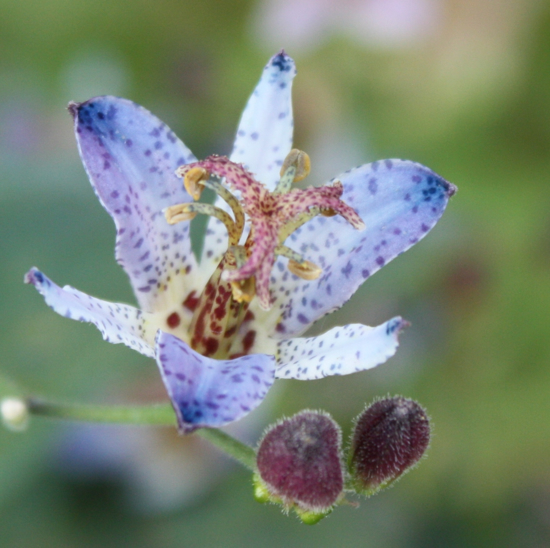 Edelweiss Perennials. Tricyrtis 'Blue Wonder'
