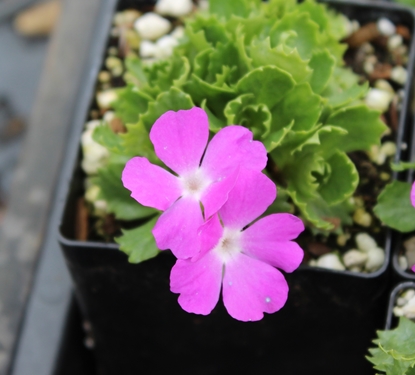 Edelweiss Perennials. Primula