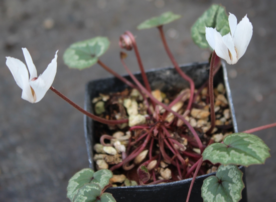 Edelweiss Perennials. Cyclamen cilicium 'Album'