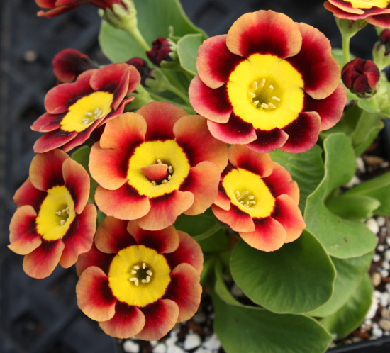 Edelweiss Perennials. Primula auricula 'Ancient Society'