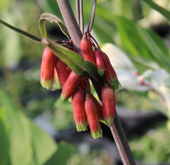 Edelweiss Perennials. Polygonatum kingianum