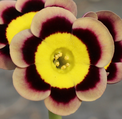 Edelweiss Perennials. Primula