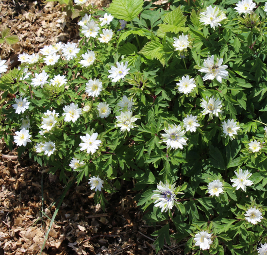 Edelweiss Perennials. Anemone nemorosa 'Bracteata Pleniflora'