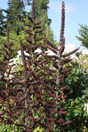 Edelweiss Perennials. Veratrum nigrum