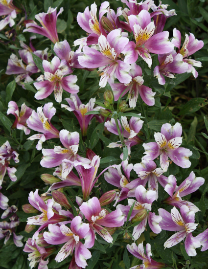 Edelweiss Perennials. Alstroemeria lavender white