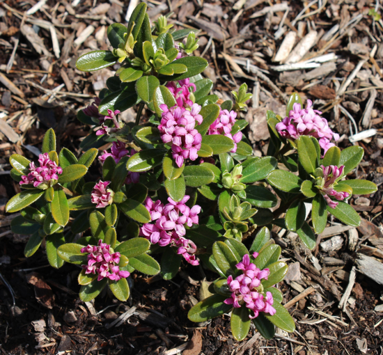 Edelweiss Perennials. Daphne collina