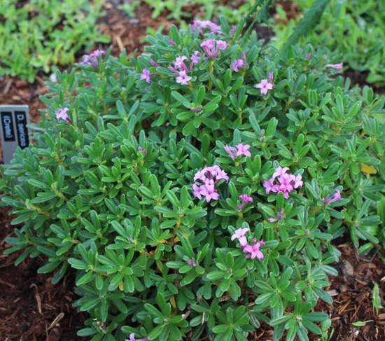 Edelweiss Perennials. Daphne sericea crete