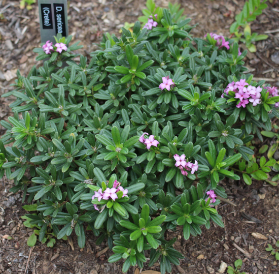 Edelweiss Perennials. Daphne sericea crete