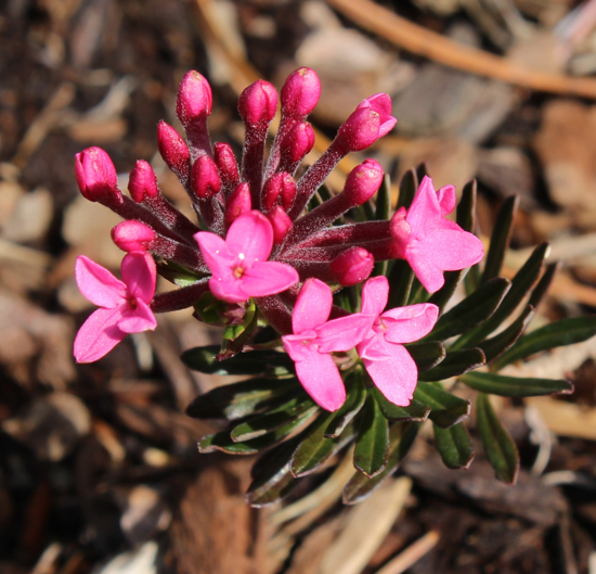 Edelweiss Perennials. Daphne cneorum benaco