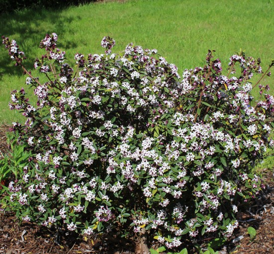 Edelweiss Perennials. Daphne tangutica