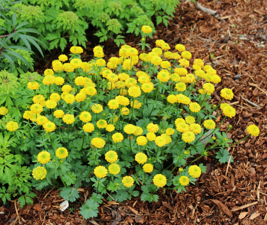 Edelweiss Perennials. Ranunculus montanus 'Miss Austria'